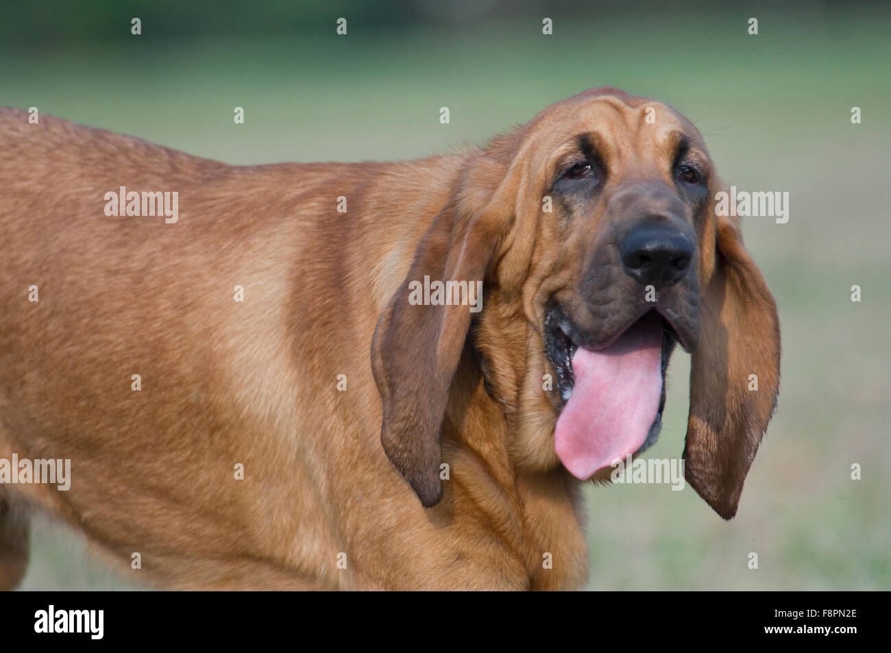 Sabueso Joven Fotografías E Imágenes De Alta Resolución Alamy