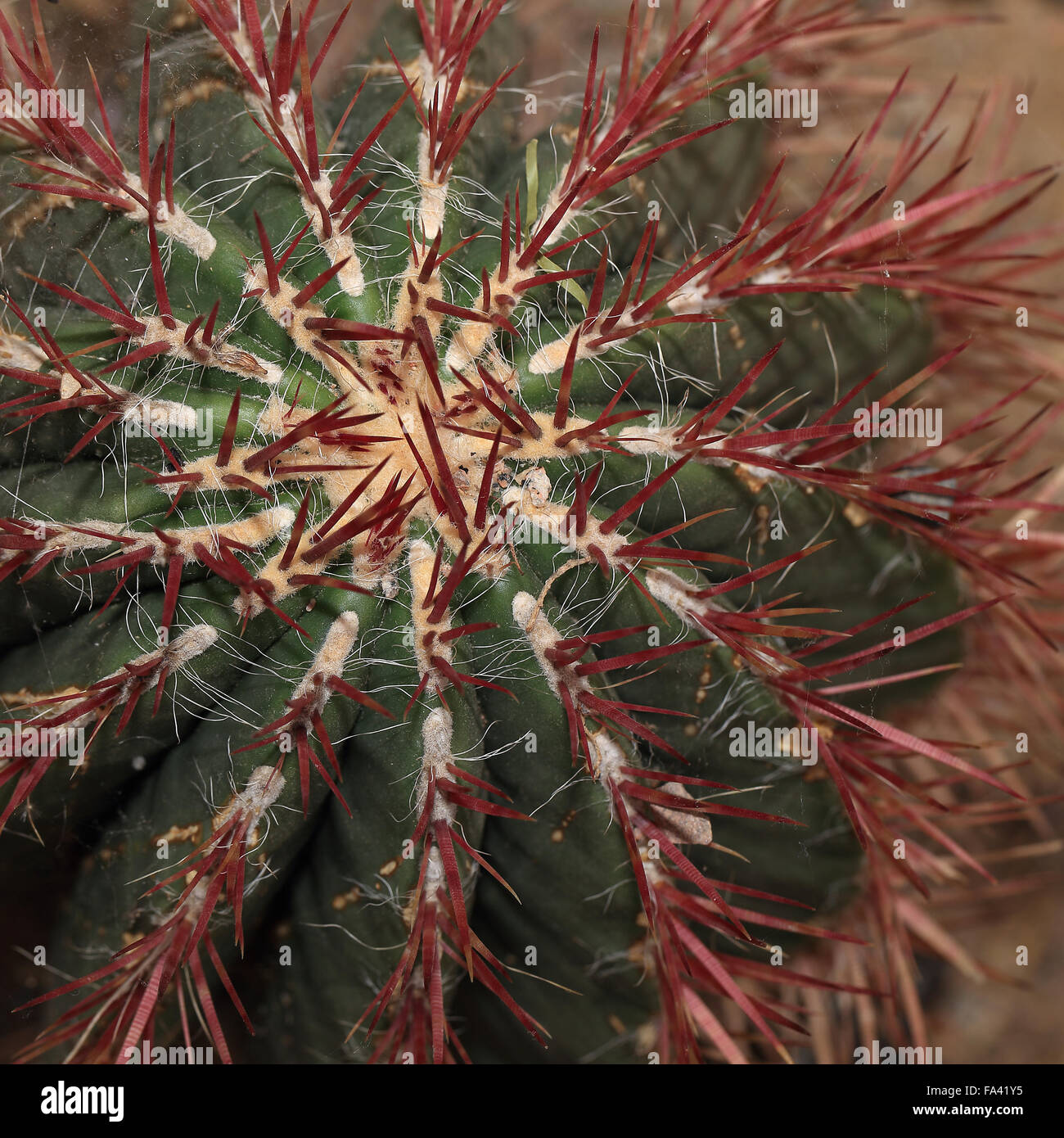 Línea Mexicana, Cactus (Ferocactus pilosus) de México Fotografía de ...