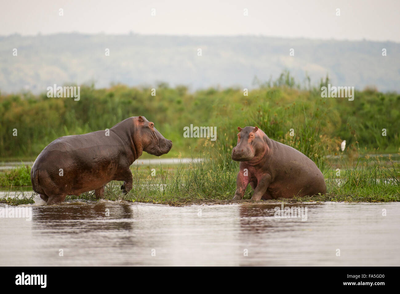 Hipopótamo Hippopotamus Amphibius En El Río Nilo El Parque Nacional