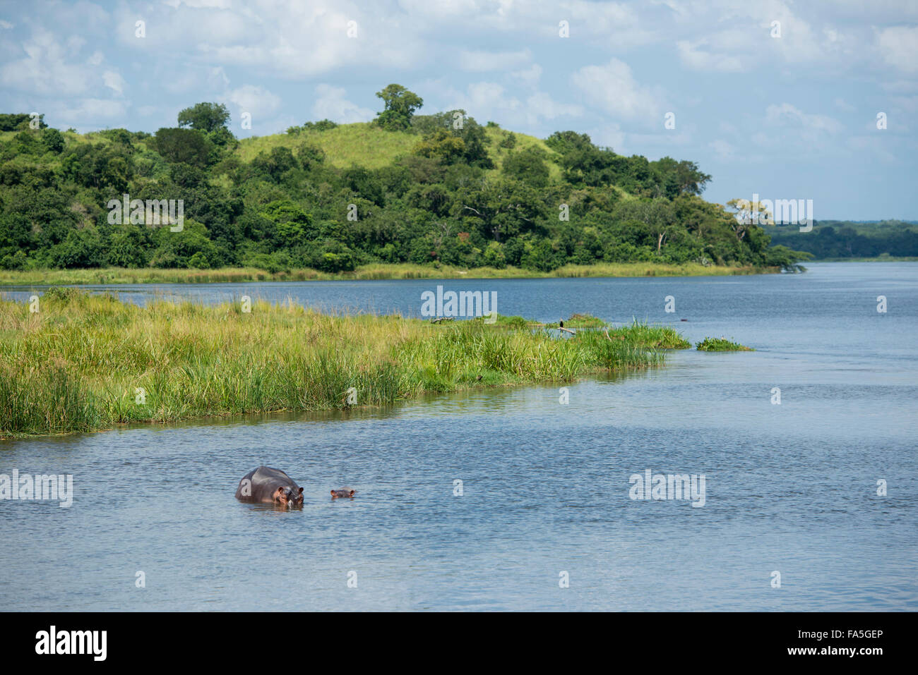 Hipopótamo Hippopotamus Amphibius En El Río Nilo El Parque Nacional