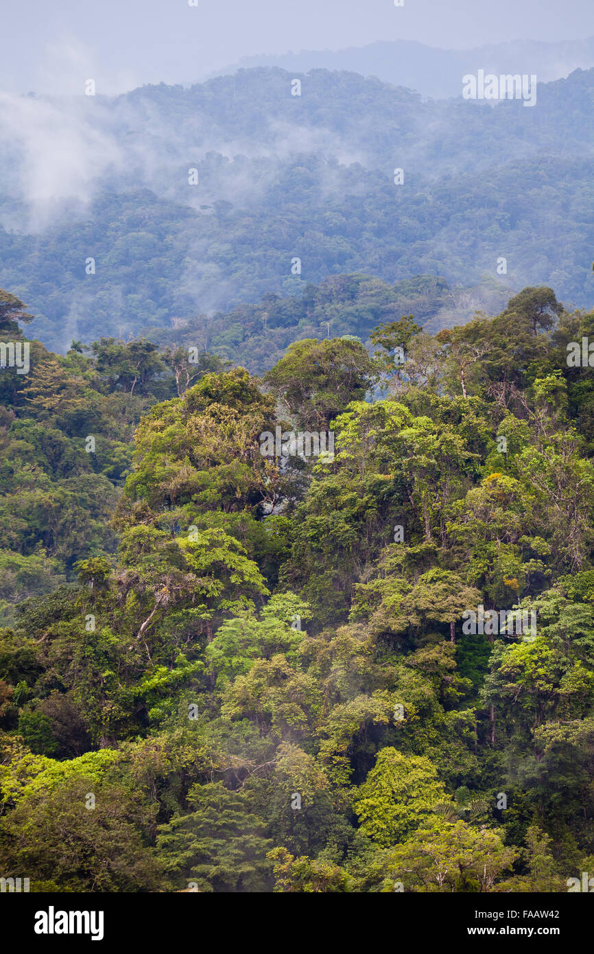 Bosque Lluvioso Montano