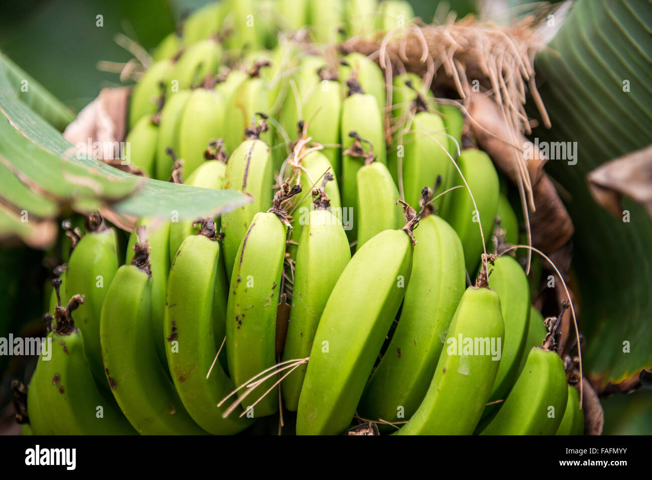 Banano tropical fotografías e imágenes de alta resolución - Alamy