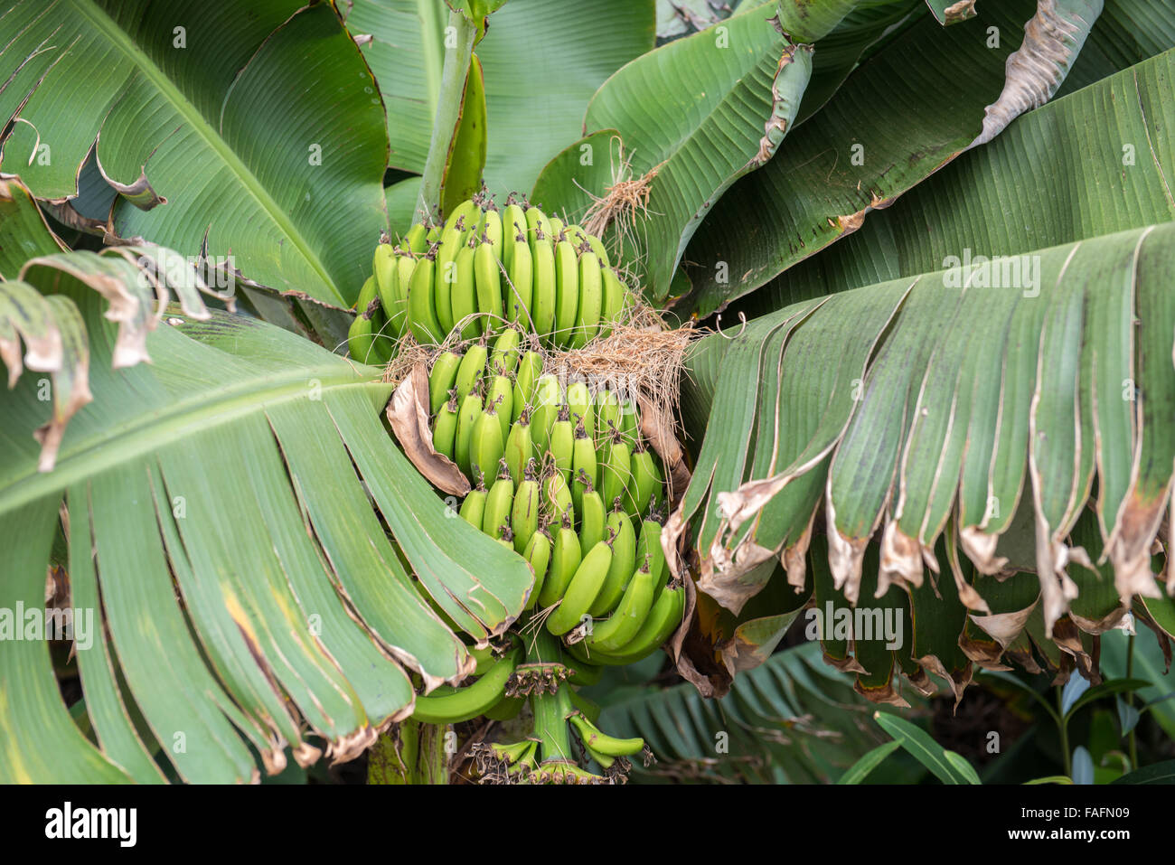 Banano tropical fotografías e imágenes de alta resolución - Alamy