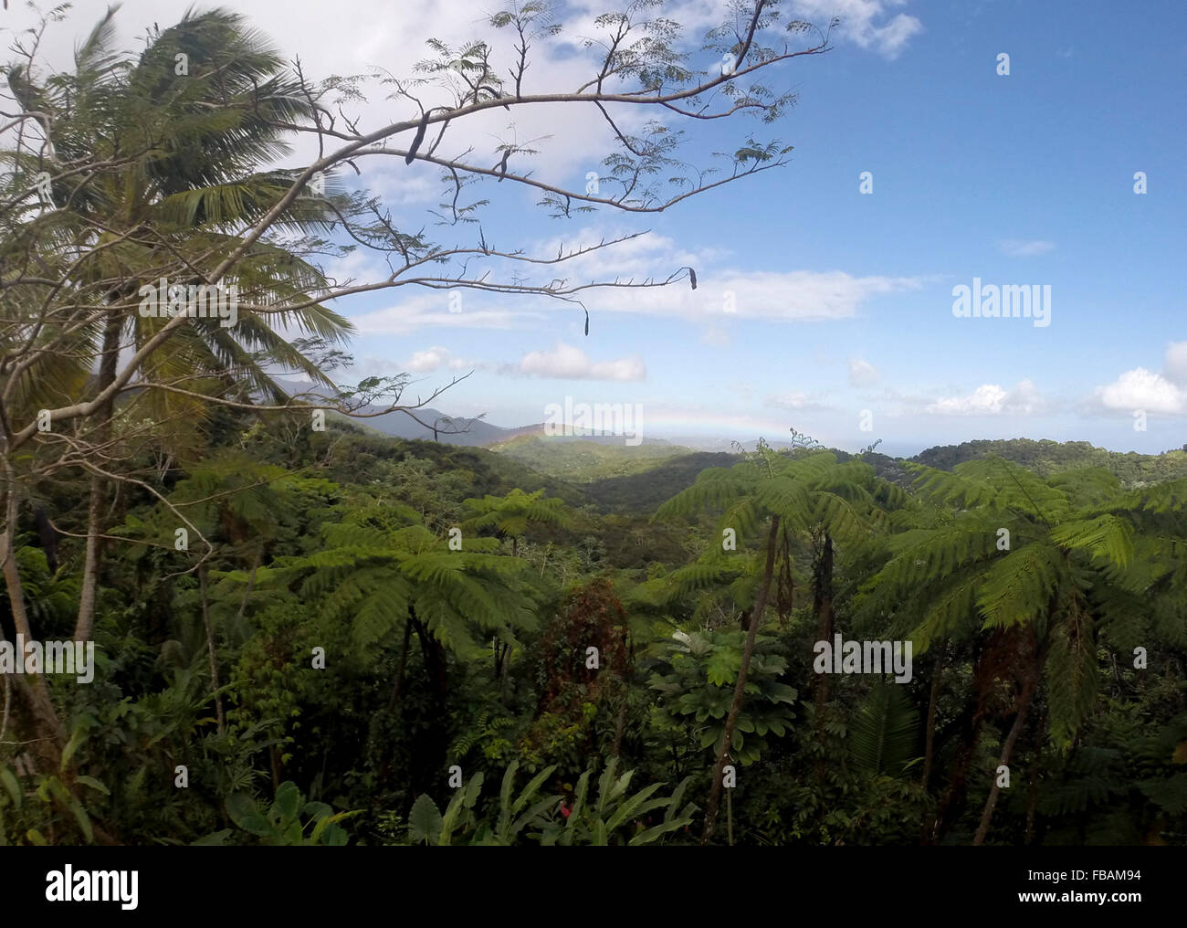 Ecosistema De Bosque Nuboso Tropical Fotos e Imágenes de stock - Alamy