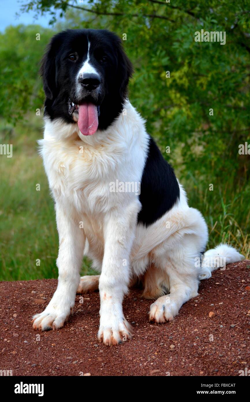 Es El Landseer Una Buena Raza De Perro
