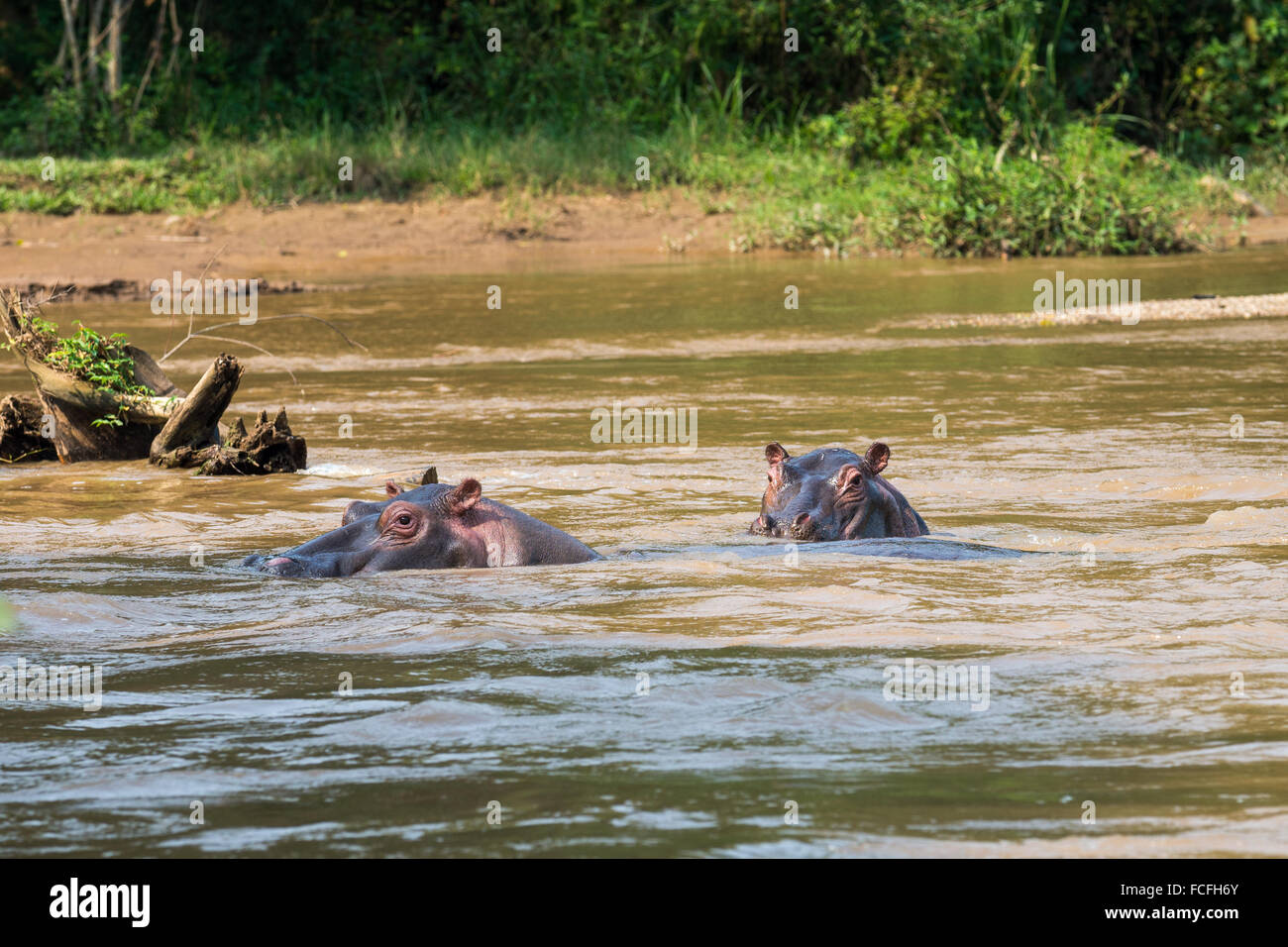 Hipopótamos En El Río Ishasha Hippopotamus Amphibius El Parque