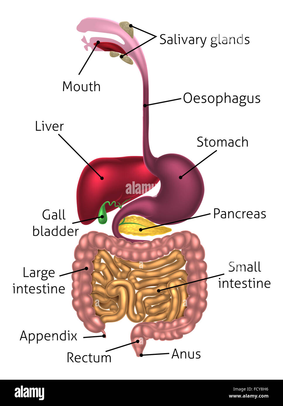 Welche digestifs gibt es?, welcher schnaps passt zu mir – ICDK