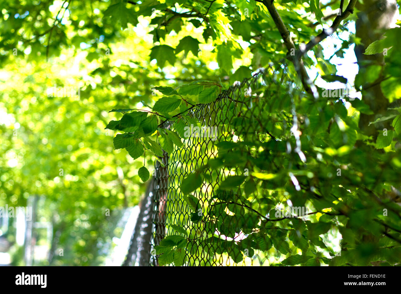 Árbol Que Crece Por La Valla En Park Fotografía De Stock Alamy