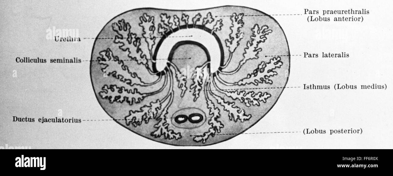 Partes Privadas Anatomia Femenina