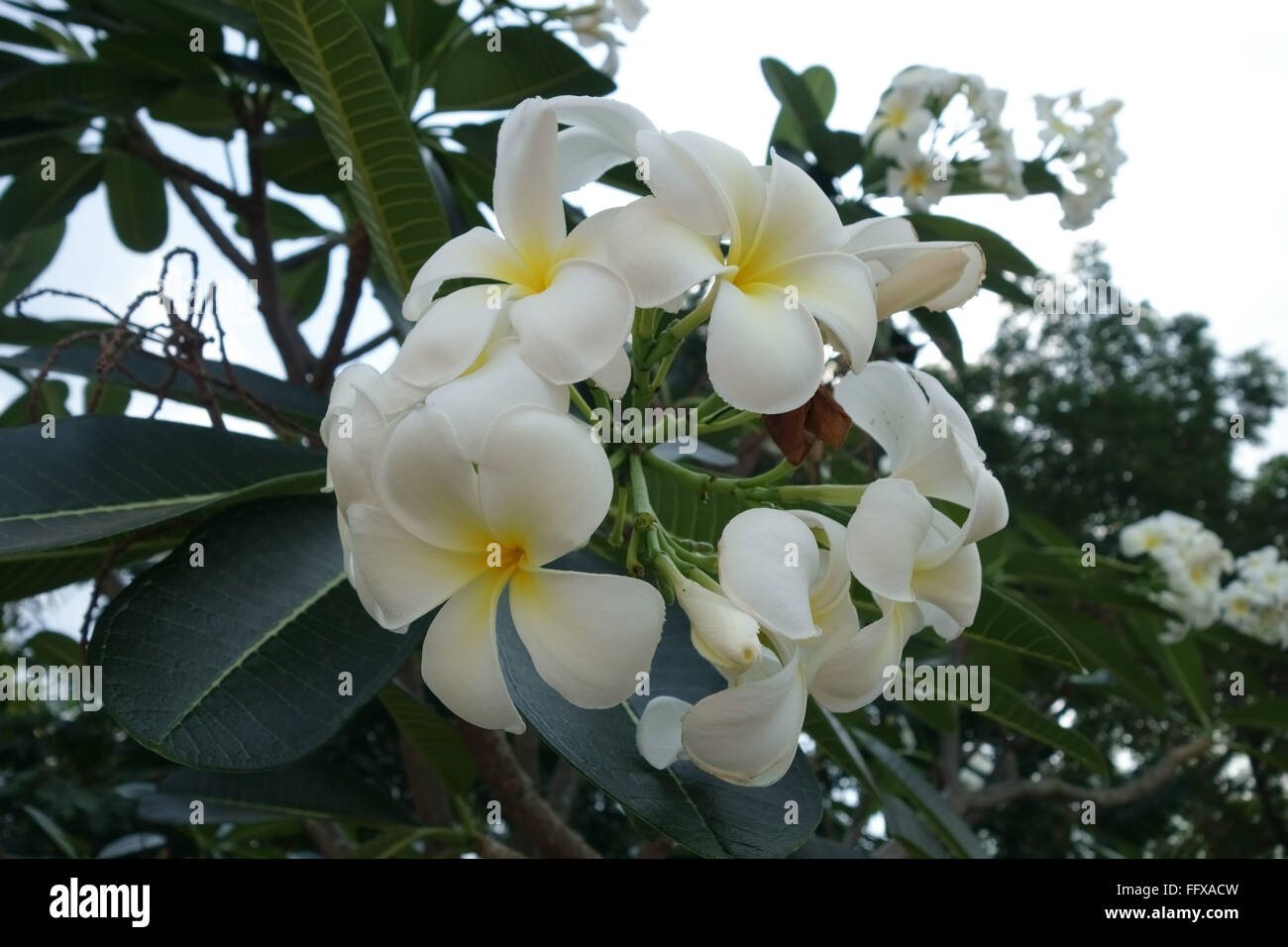 Identificación De árboles De Flores Blancas