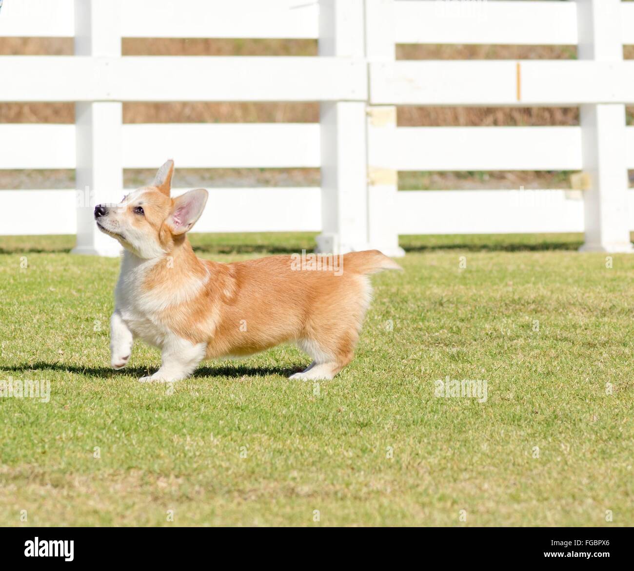 Son Buenos Perros Pembroke Welsh Corgis
