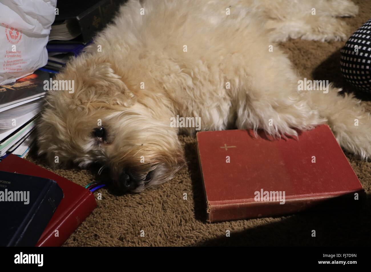 Que Dice De Los Perros En La Biblia