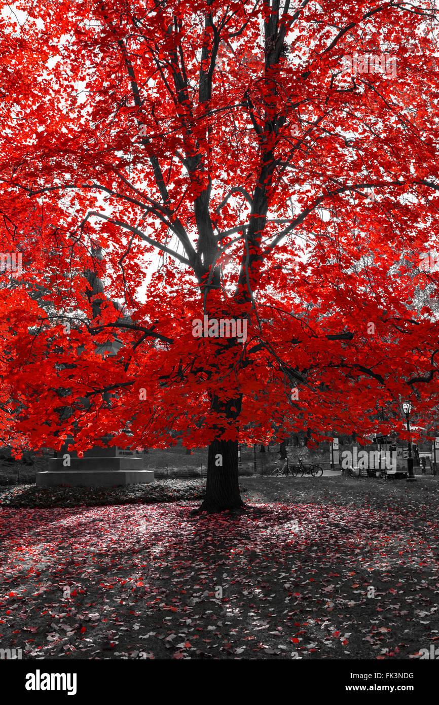árbol rojo fotografías e imágenes de alta resolución - Alamy