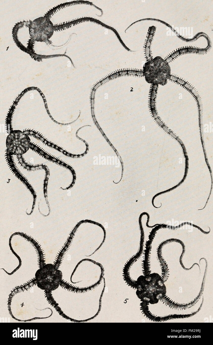 Los Equinodermos Dibujo Fotografías E Imágenes De Alta Resolución Alamy