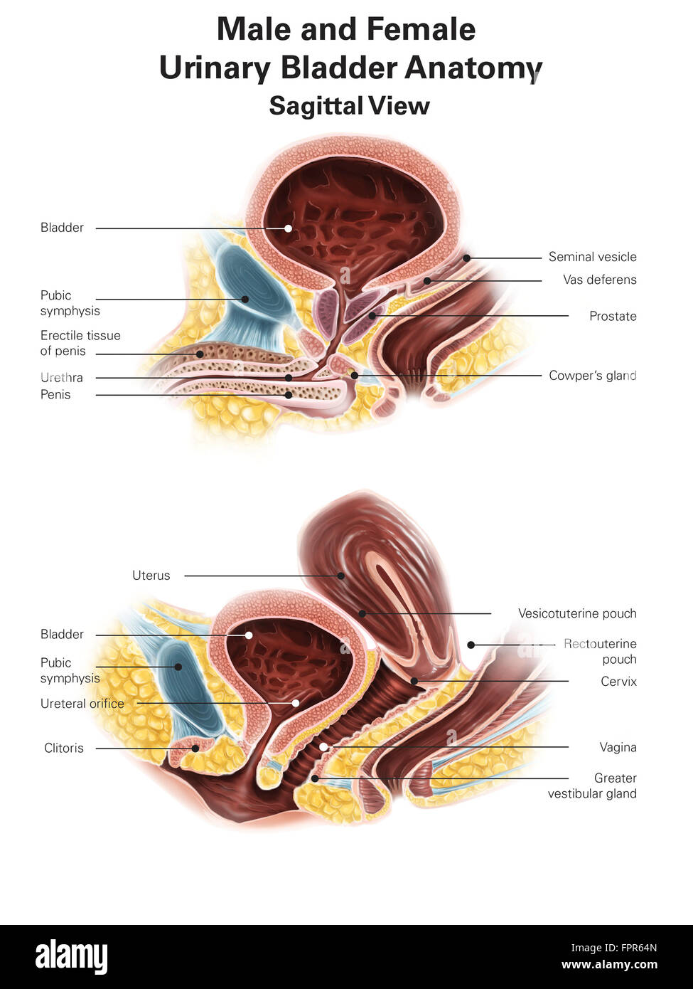 Vejiga: Anatomia Vejiga | Función De La Vejiga Urinaria – VNUMS