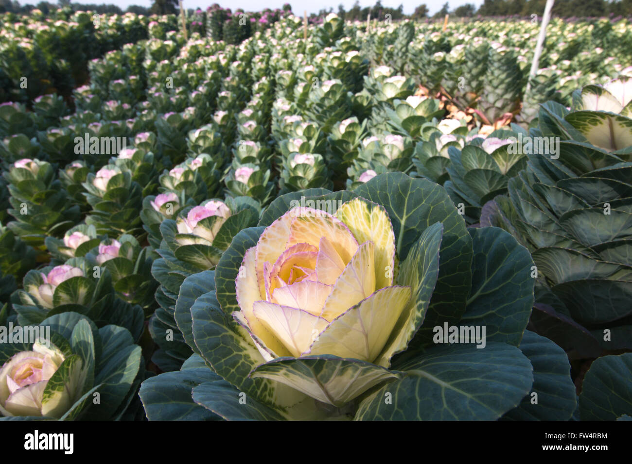 Flor de repollo fotografías e imágenes de alta resolución - Alamy