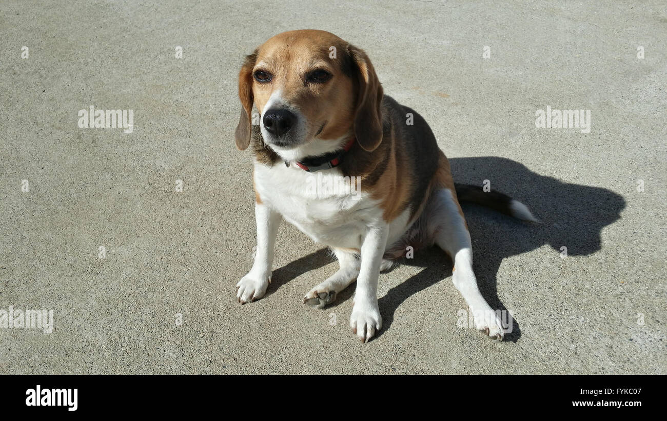 Los Beagles Tienen Papada