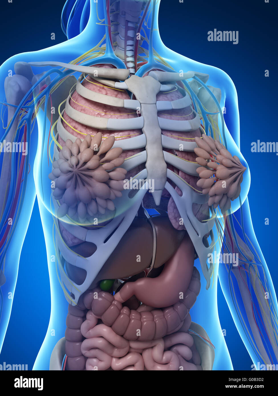 Ilustración 3d De La Anatomía Femenina Fotografía De Stock Alamy