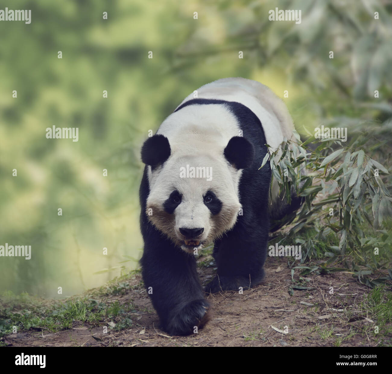 Oso Panda gigante Fotografía de stock - Alamy