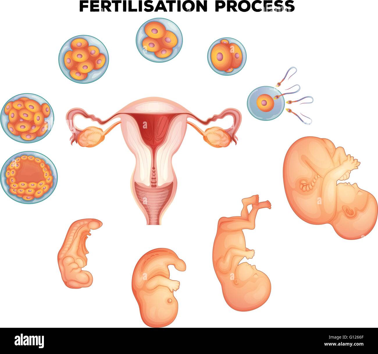 El proceso de fertilización humana en la ilustración Imagen Vector de ... El proceso de fertilización humana en la ilustración Imagen Vector de ...