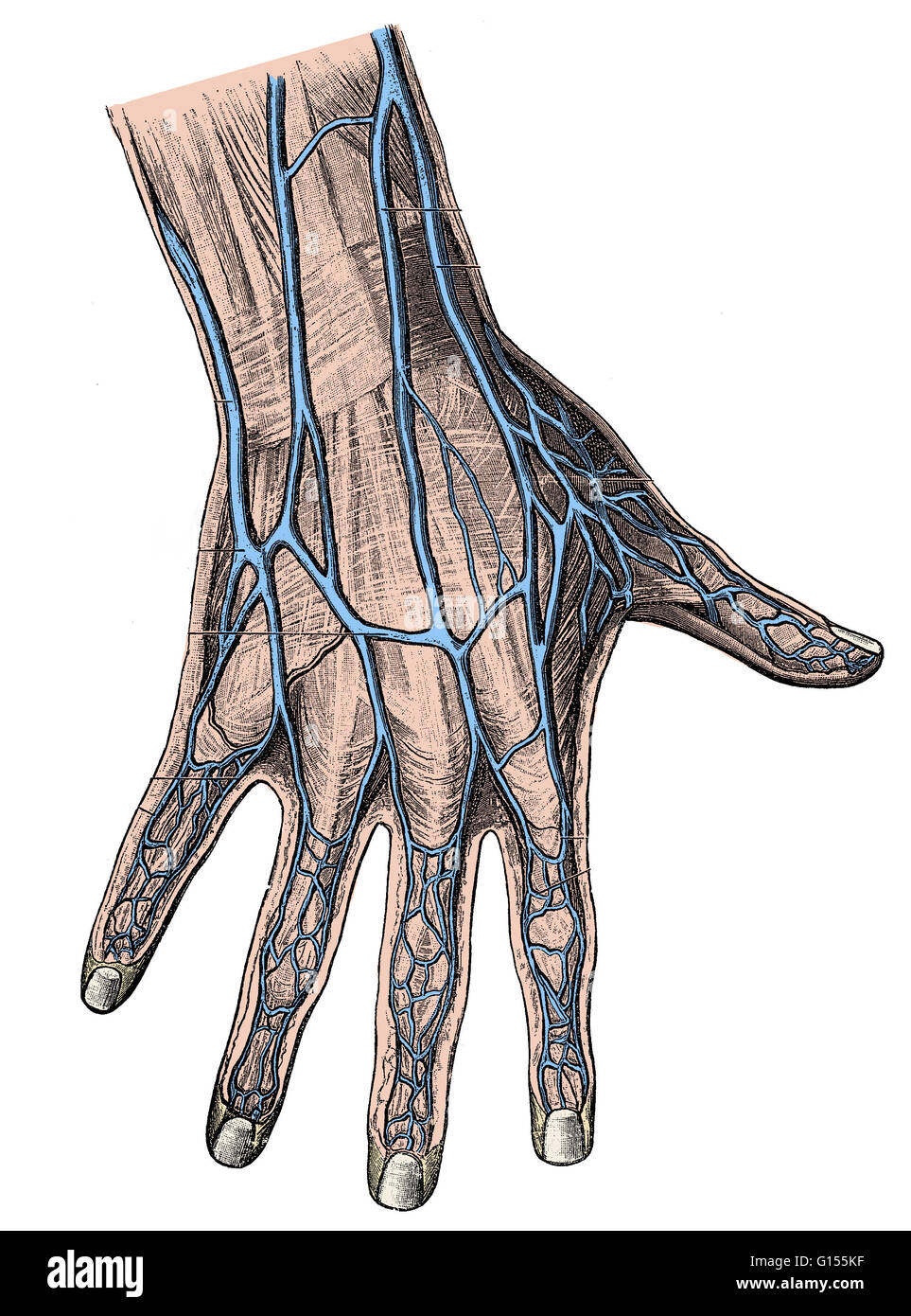 Dibujo Del Dorso De La Mano
