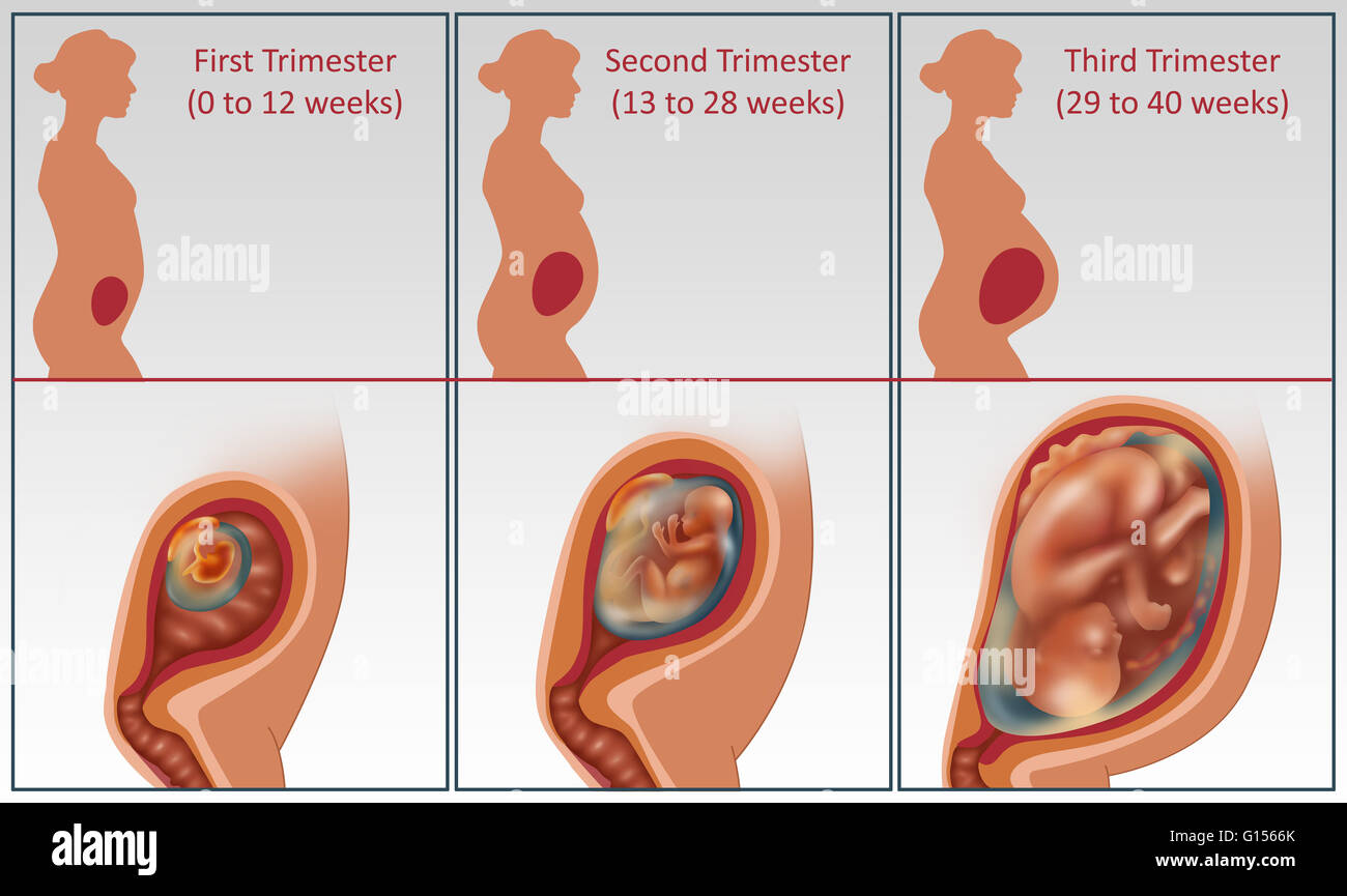 Embarazo Del Primer Trimestre Fotografías E Imágenes De Alta Resolución