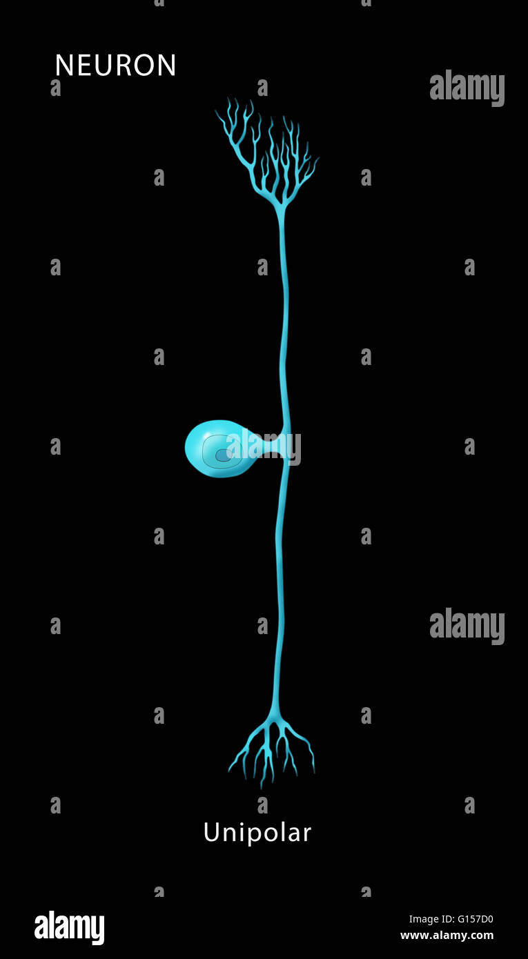 Diagrama De Neurona Unipolar