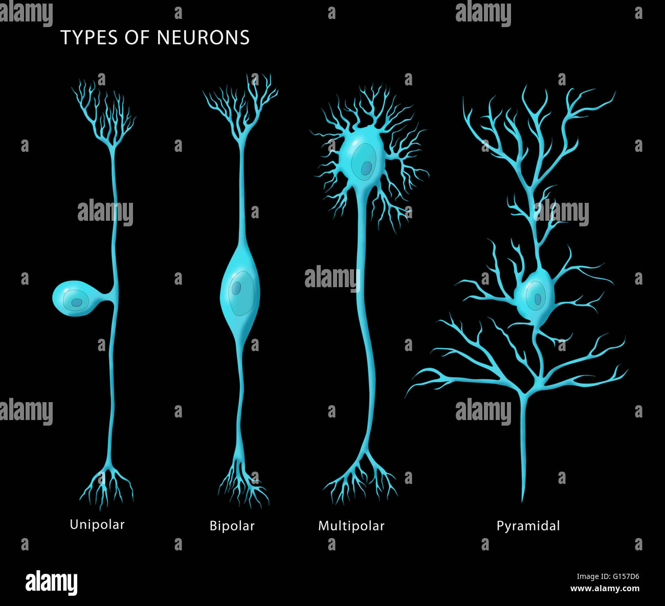Neuronas Piramidales Fotografías E Imágenes De Alta Resolución Alamy