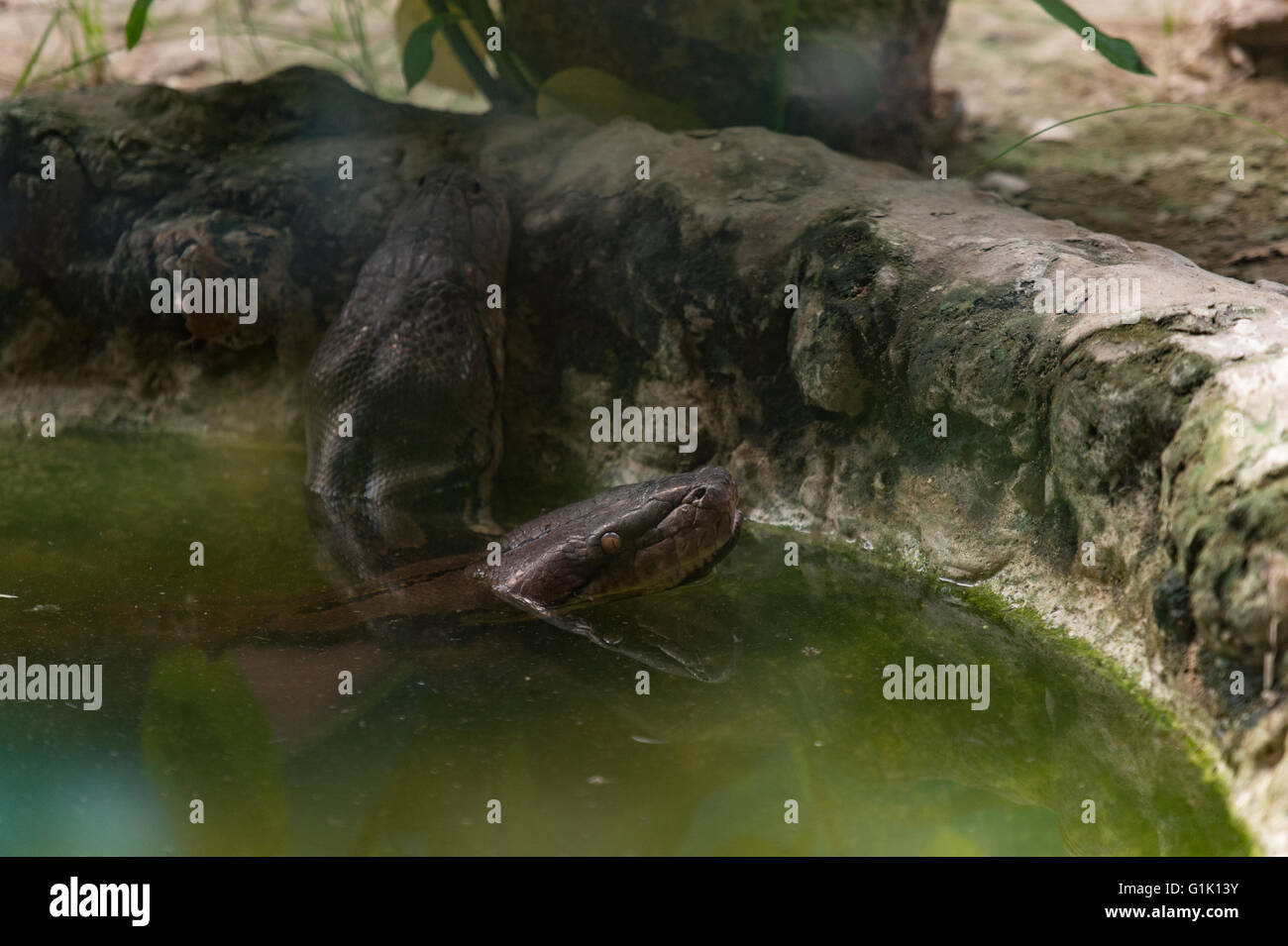 Pitón del rock indio fotografías e imágenes de alta resolución - Alamy