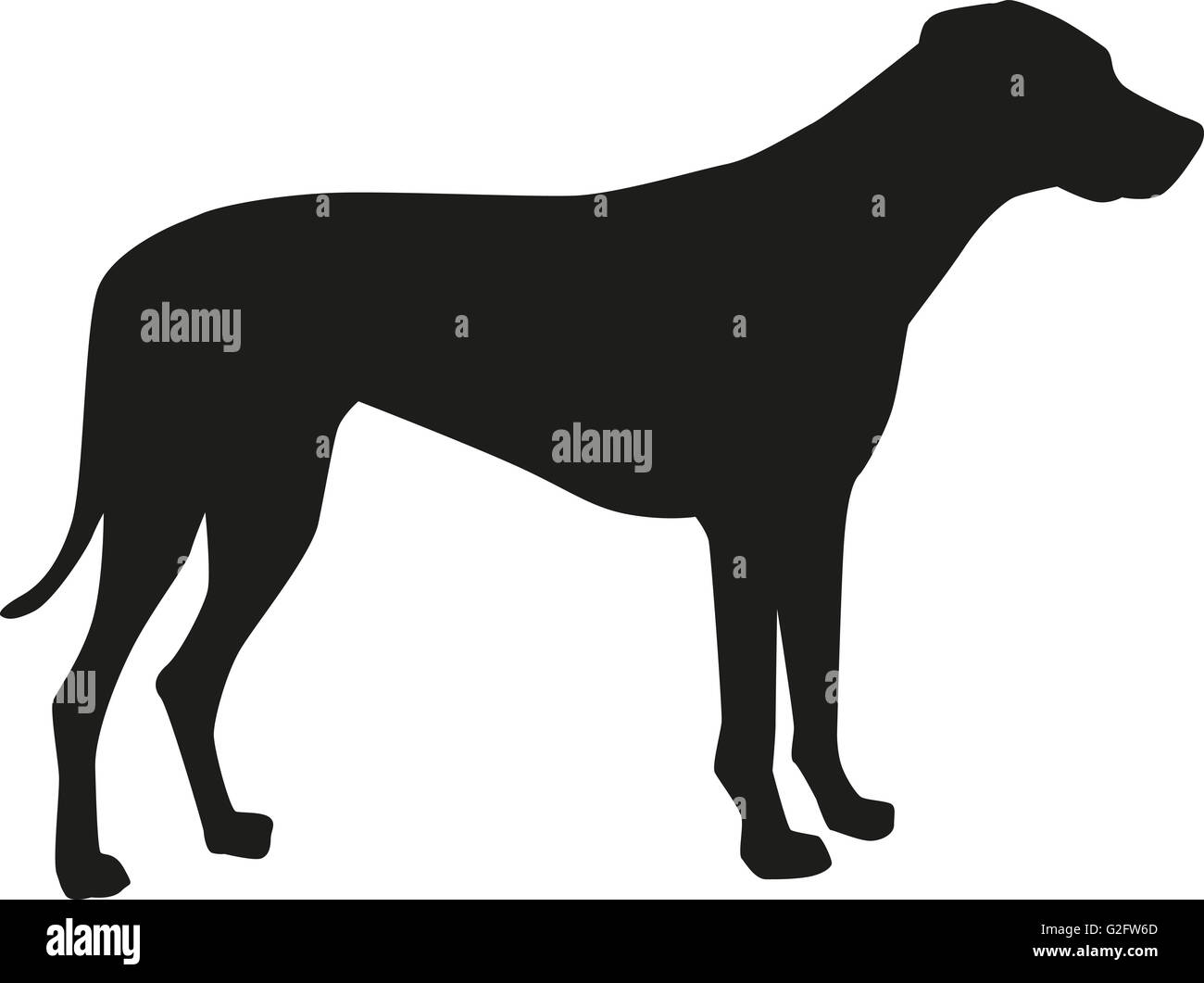 Son Perros Protegidos Los Rhodesian Ridgeback