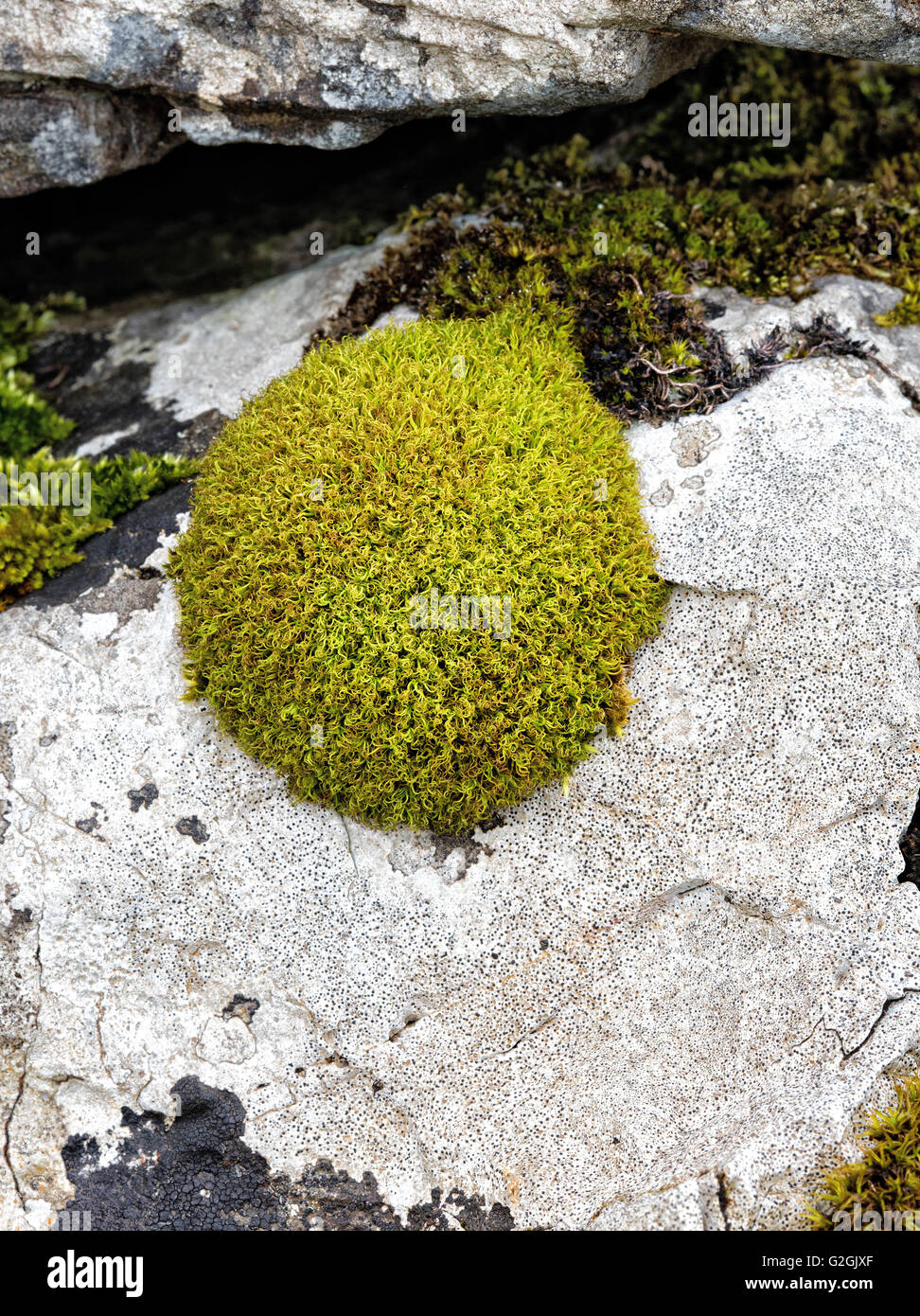 Unveiling the Secrets of Tortella: A Captivating Moss in the ...