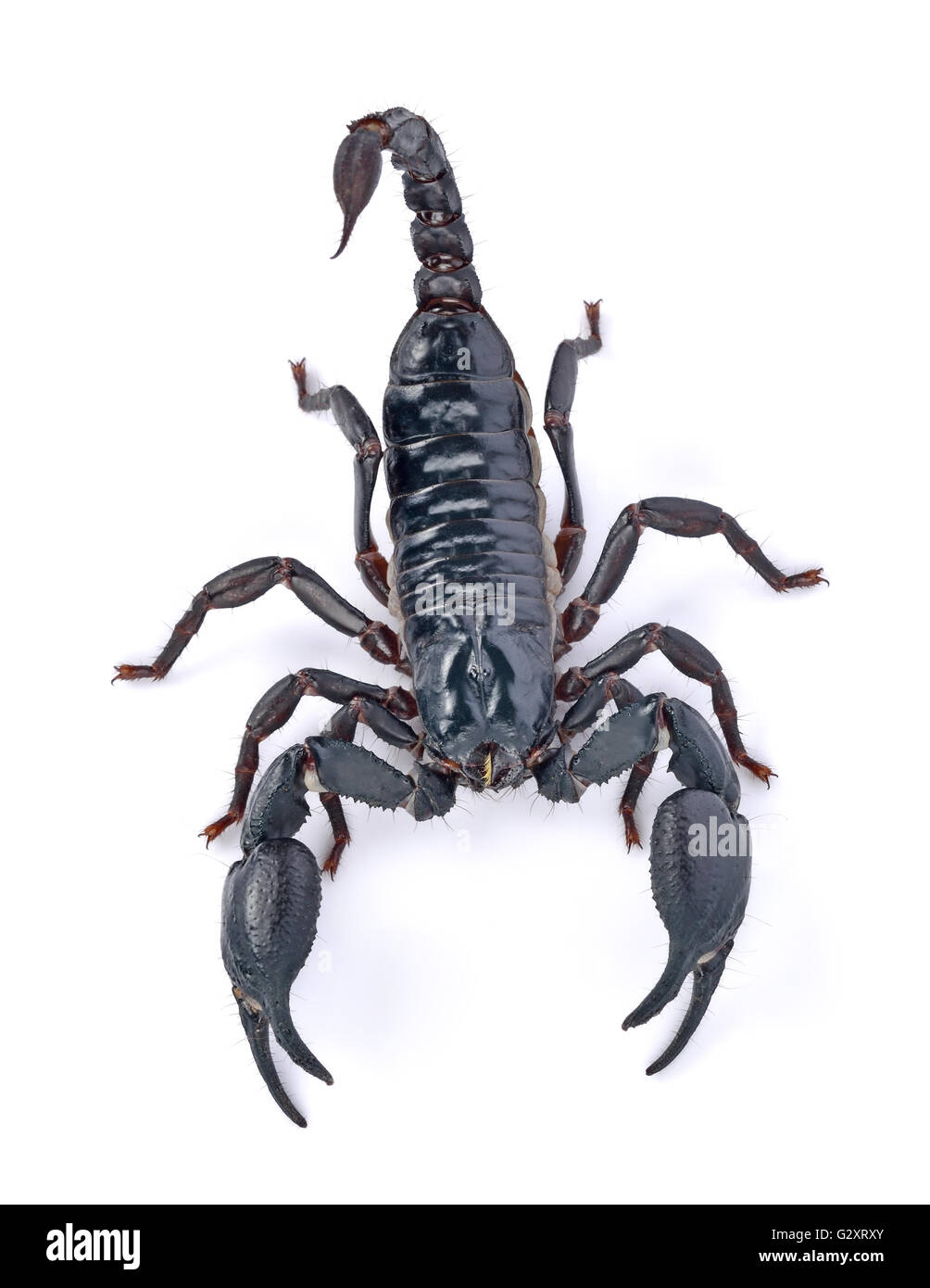 Anatomía Del Escorpión Emperador