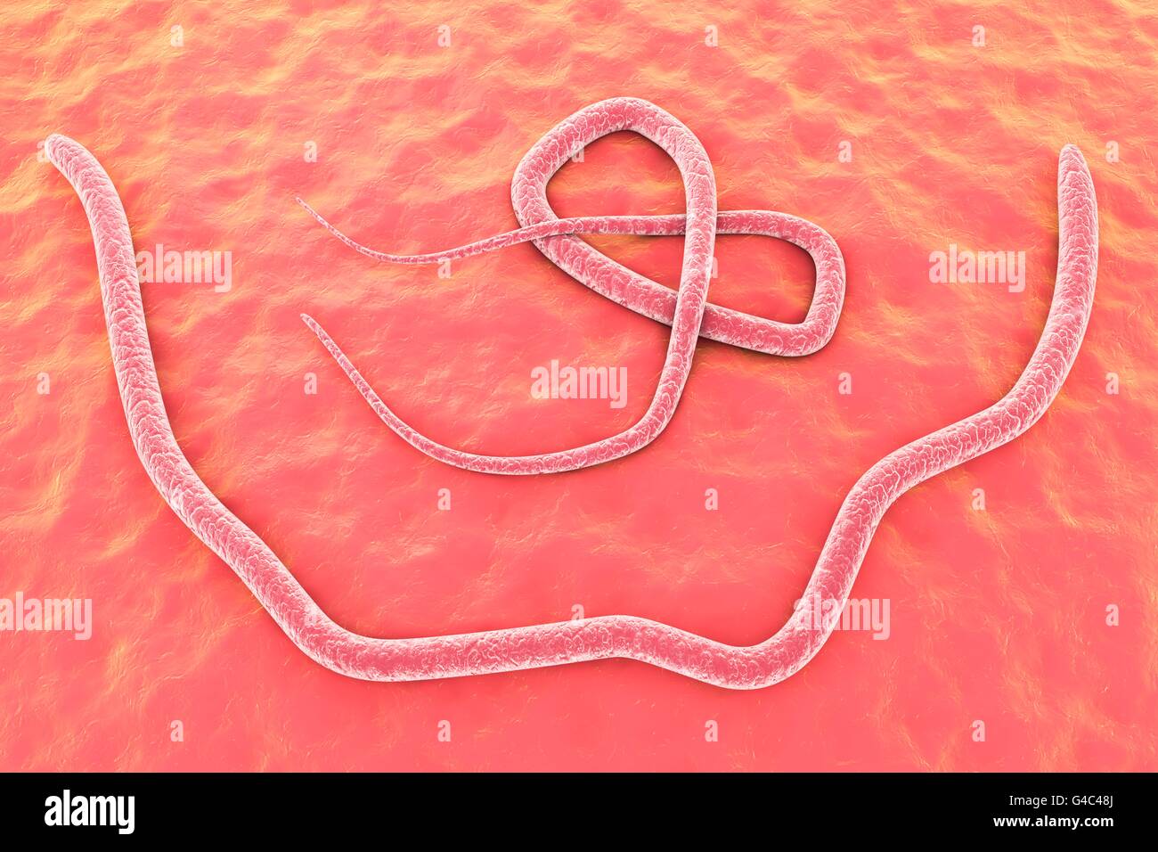 Gusanos Nematodos En Humanos