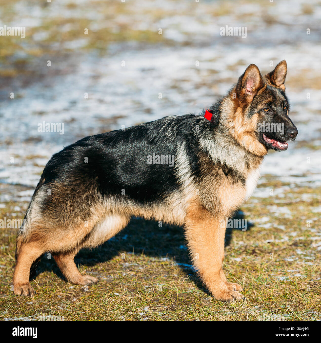 Son Pastores Alemanes Parte Lobo