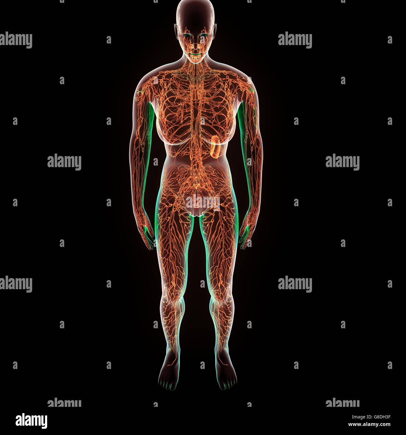 Ilustración 3d De La Anatomía Del Sistema Nervioso Del Cuerpo Humano
