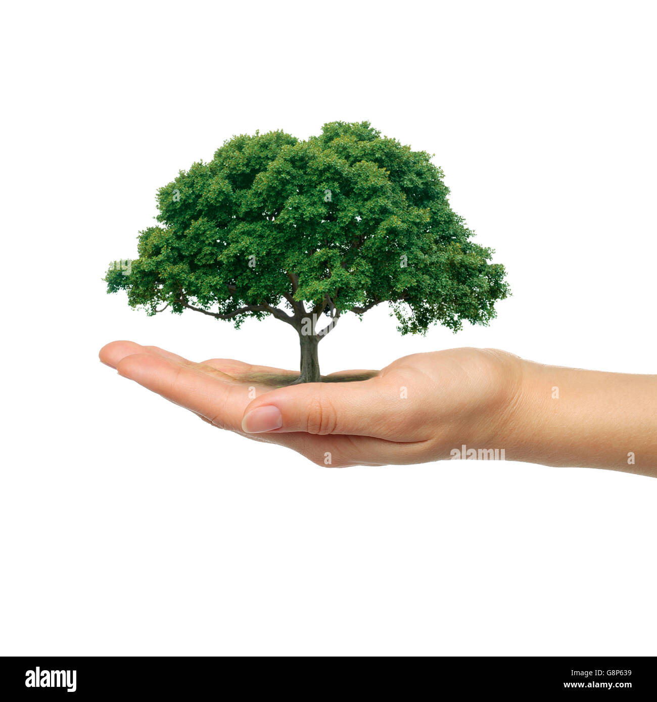 Mano y arbol Imágenes recortadas de stock - Alamy