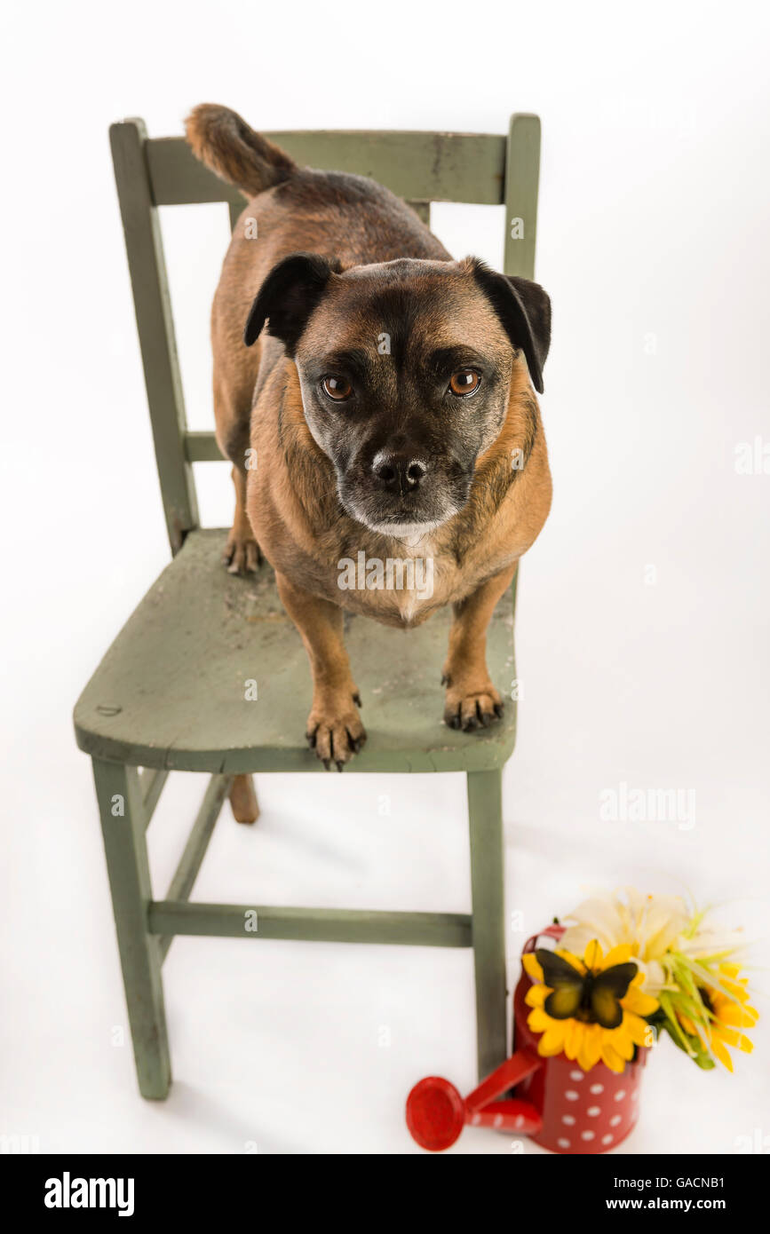 Donde Esta La Cruz De Un Perro