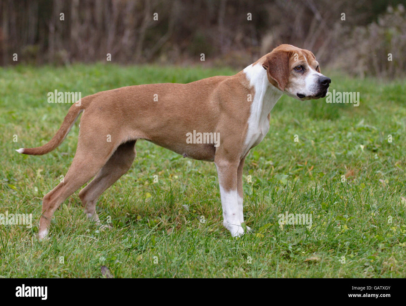 El Sabueso De La Fotografías E Imágenes De Alta Resolución Alamy