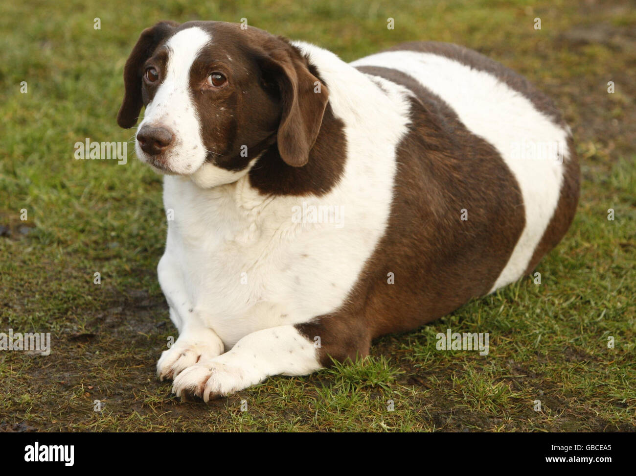 Perros Con Obesidad Morbida