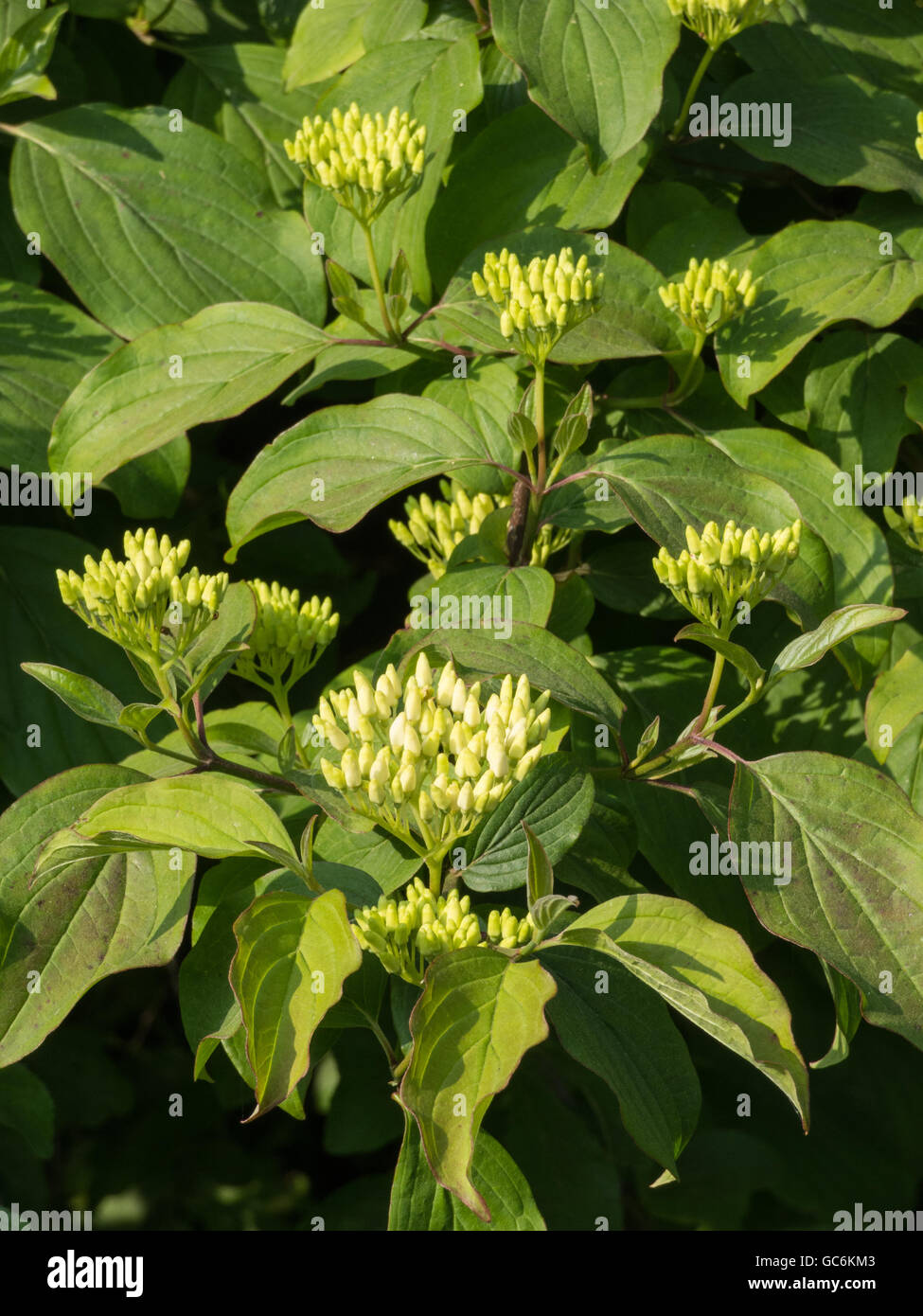 Son Los Arbustos De Cornejo Seguros Para Los Perros