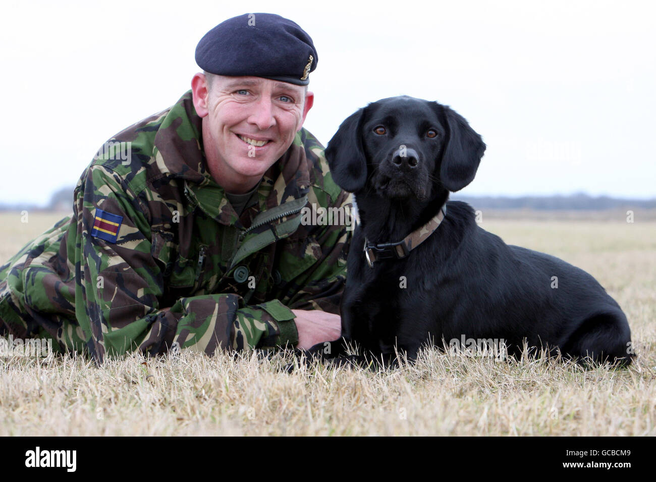 Cuantas Vidas Salvan Los Perros Militares