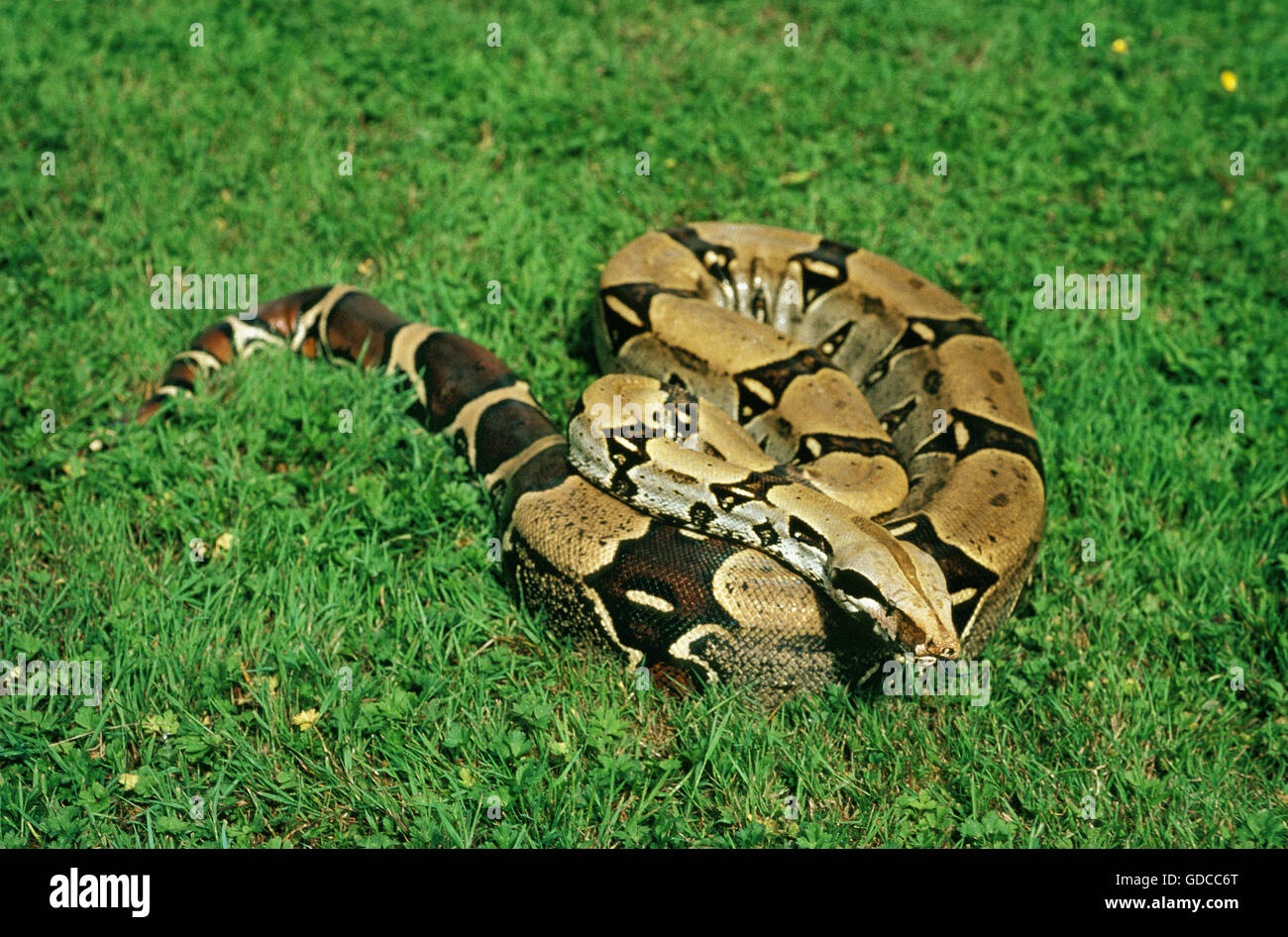 Obese adult boa constrictor - fetidi