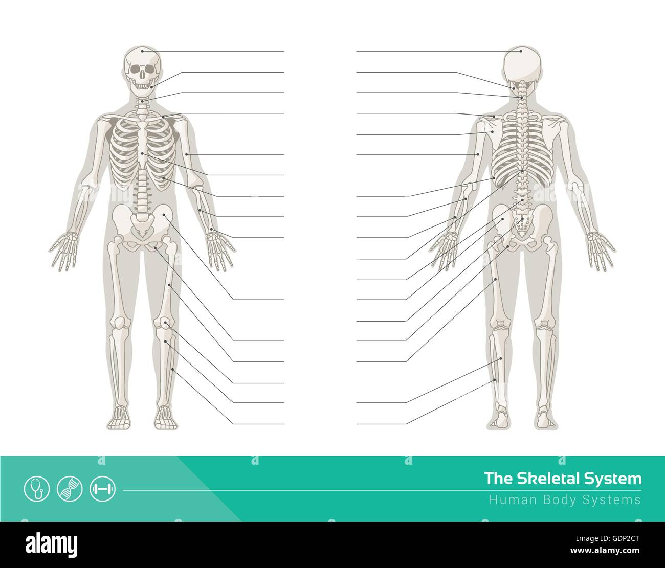 Imagenes Sistema Esqueletico