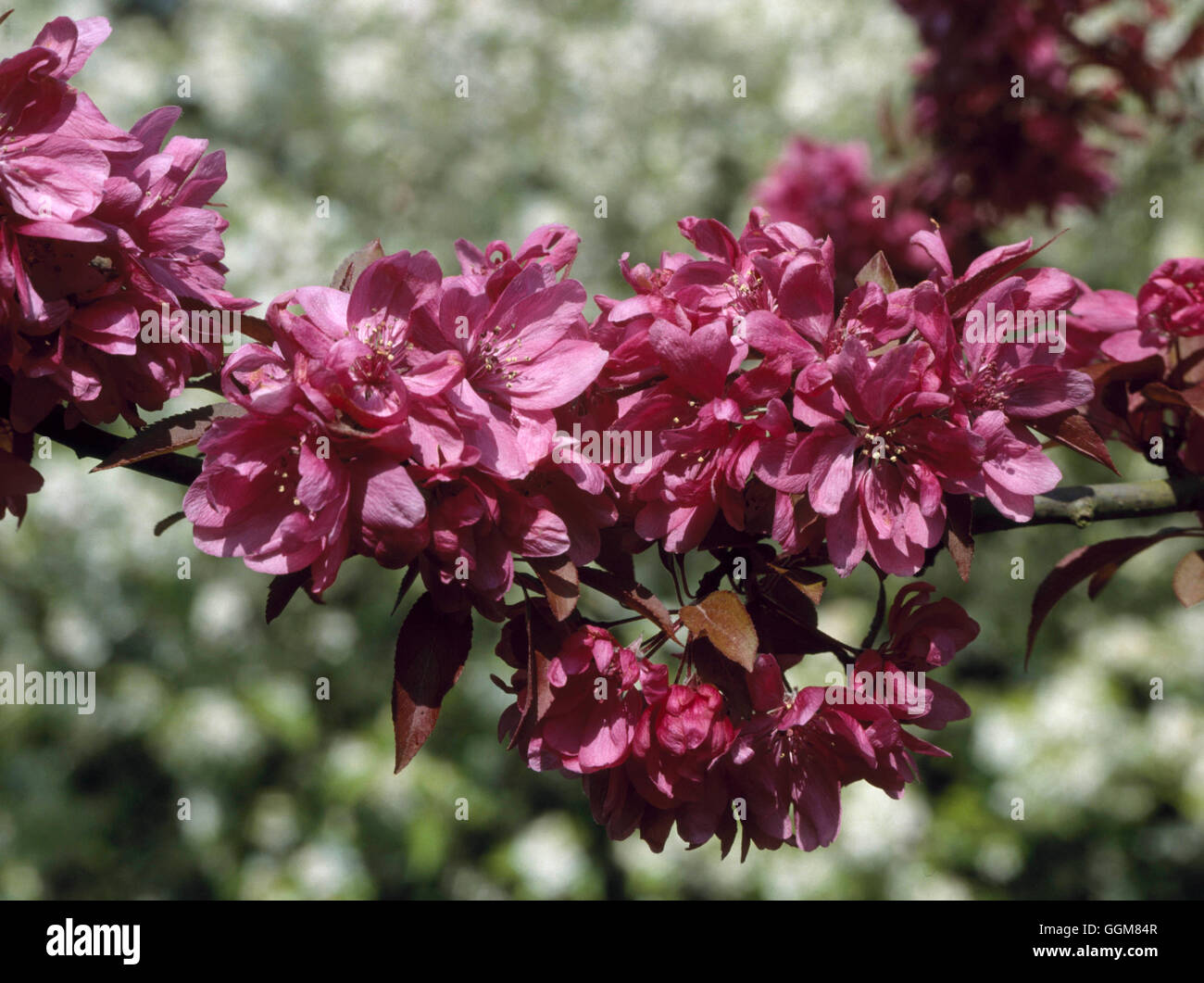 Flores malus fotografías e imágenes de alta resolución - Alamy