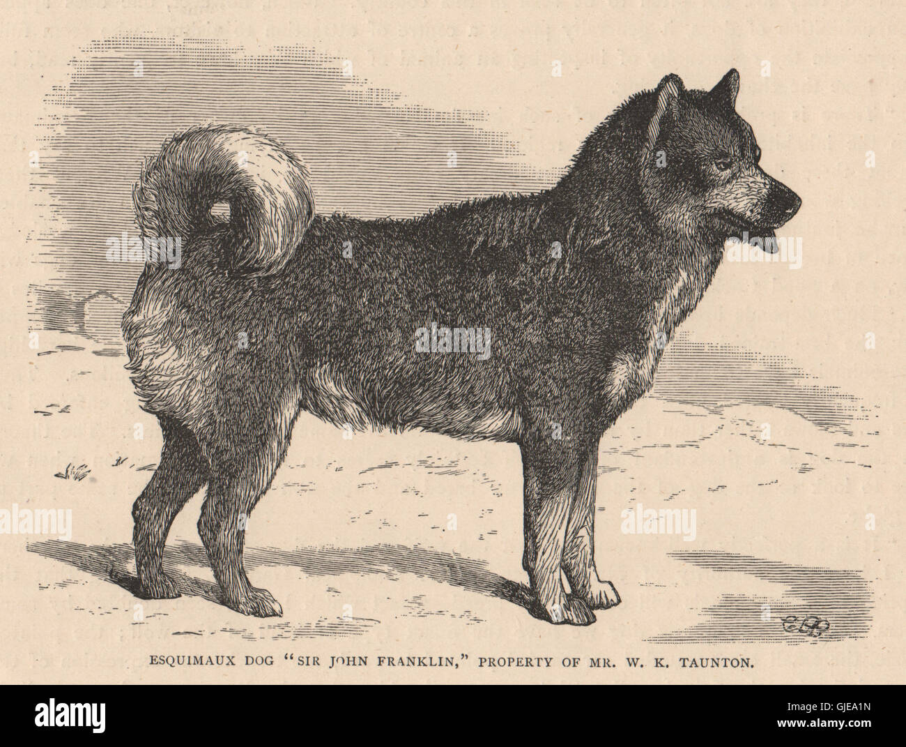 Es El Esquimal Canadiense Lo Mismo Que El Perro De Groenlandia.