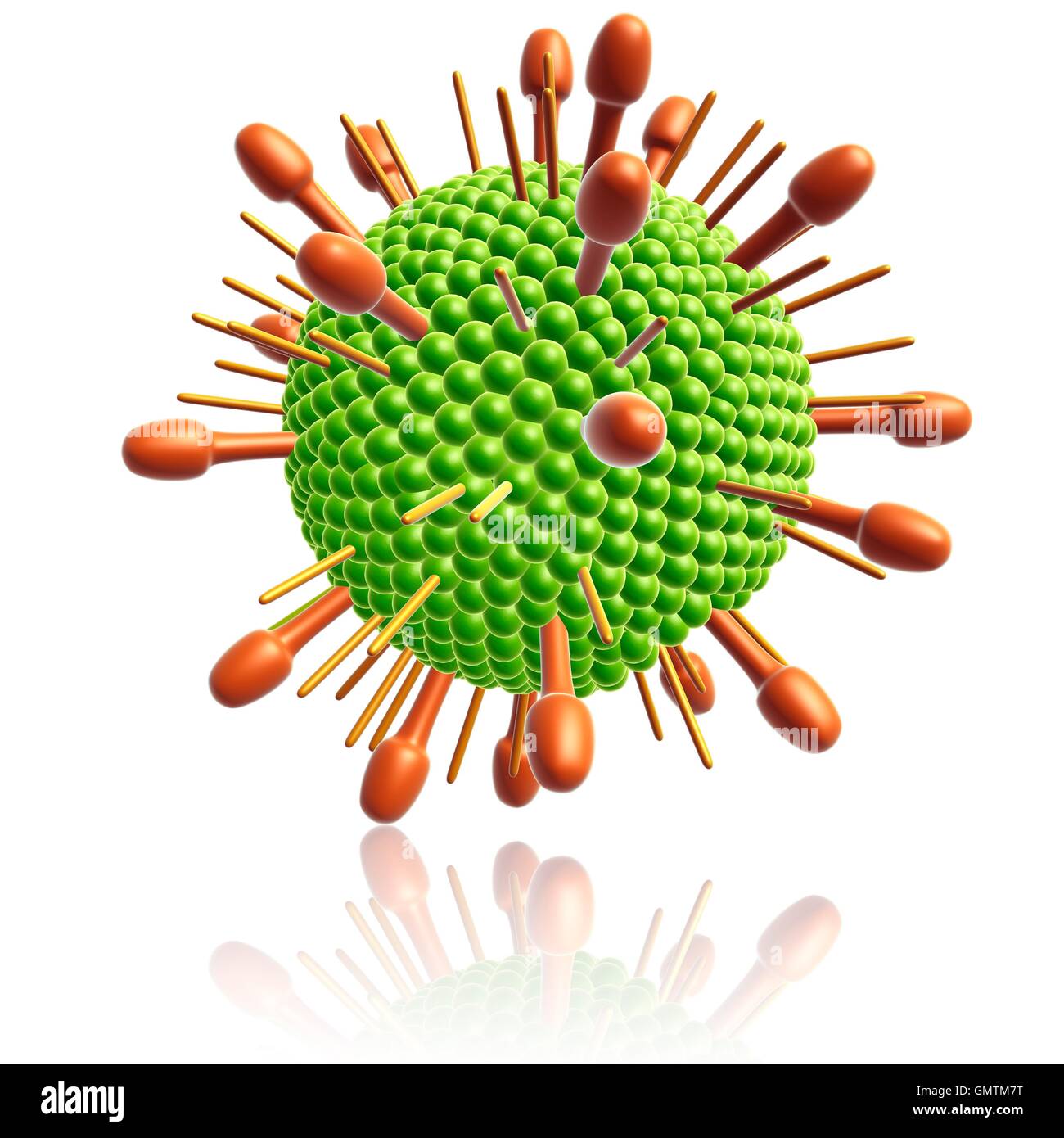 Estructura De Paramixovirus