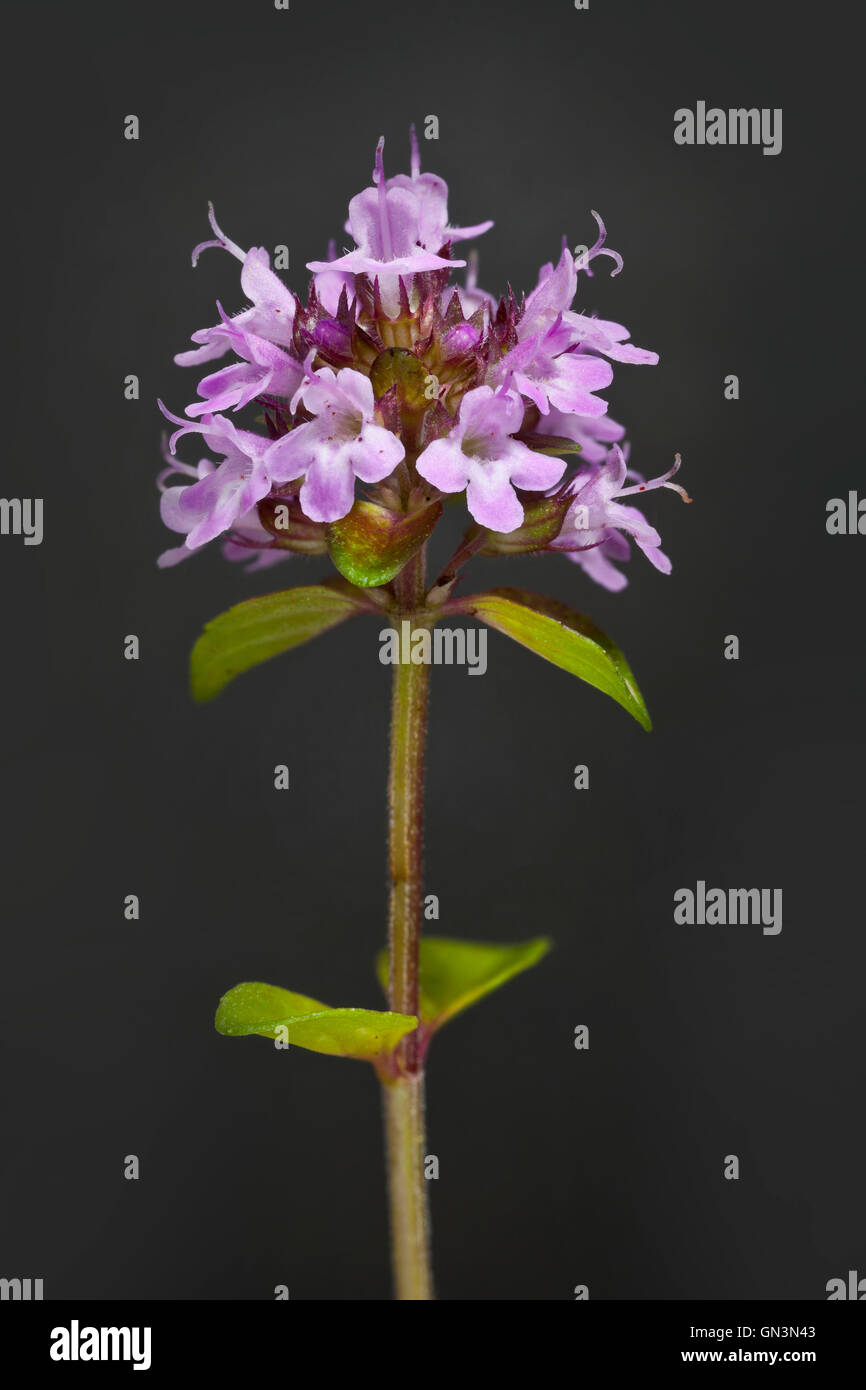 Flor De Oregano