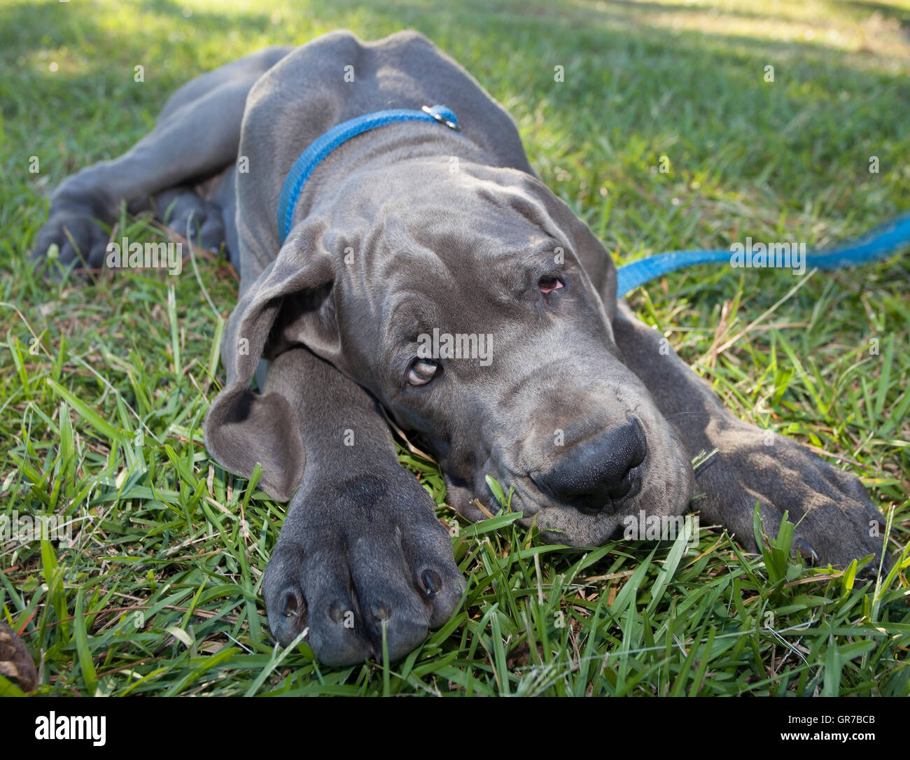 Gran Danes Azul