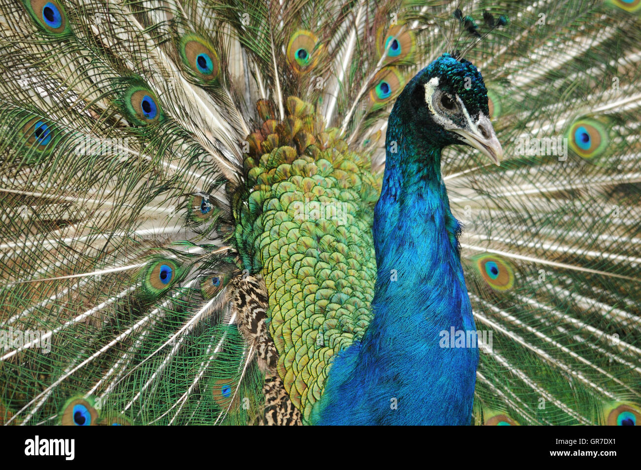 Pavo Real Azul