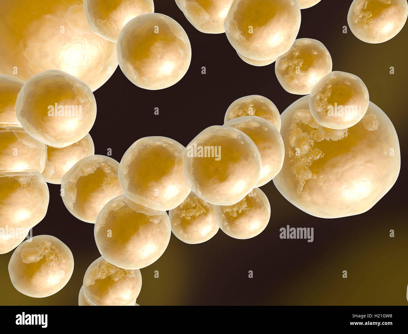 Celula adiposa fotografías e imágenes de alta resolución - Alamy